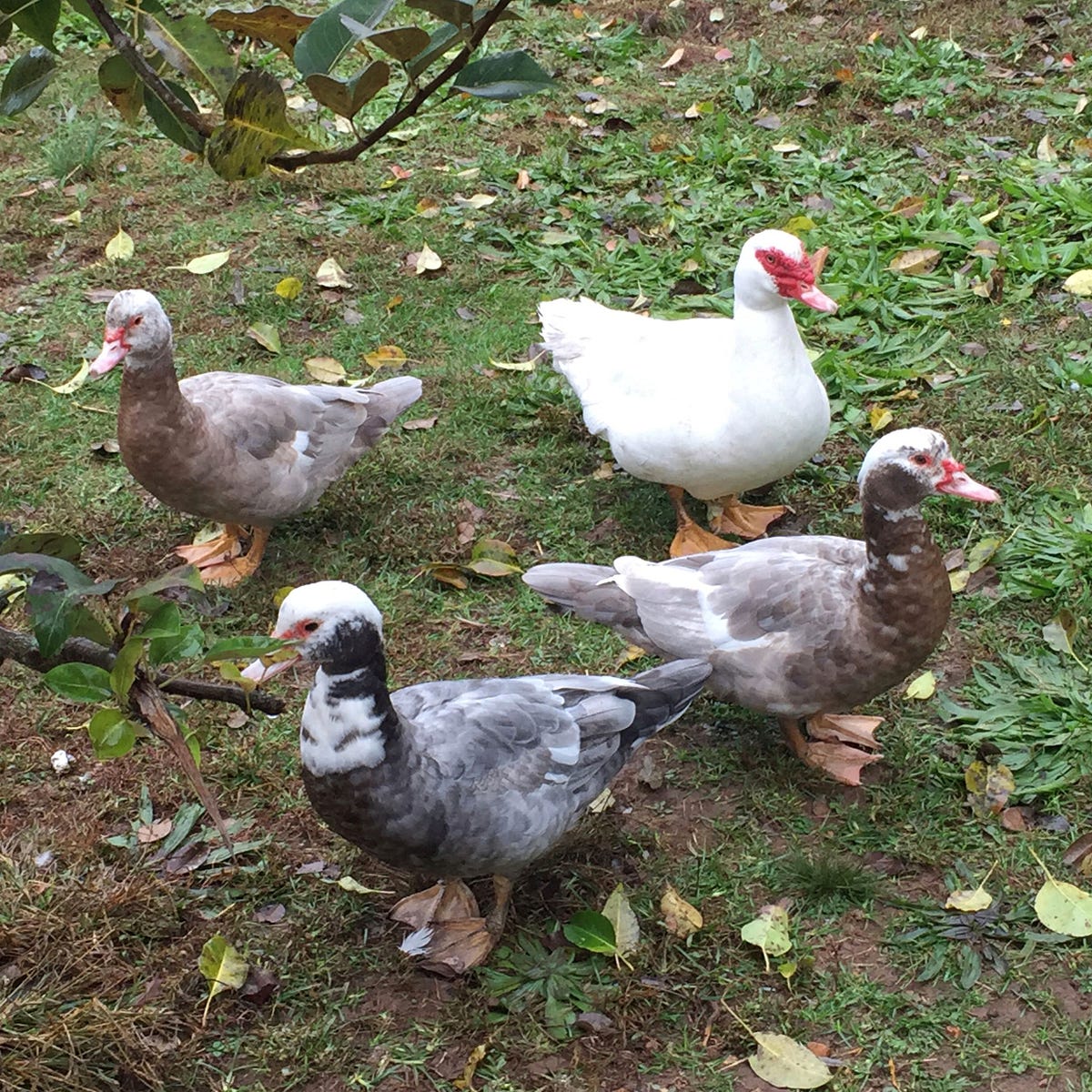 Goose Ranching: A Comprehensive Guide | by Mhdabimanyumanyu | Aug, 2024 ...