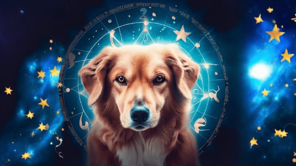 Dog Astrology: Understanding Your Dog’s Zodiac Sign | by Barkydogtoys ...