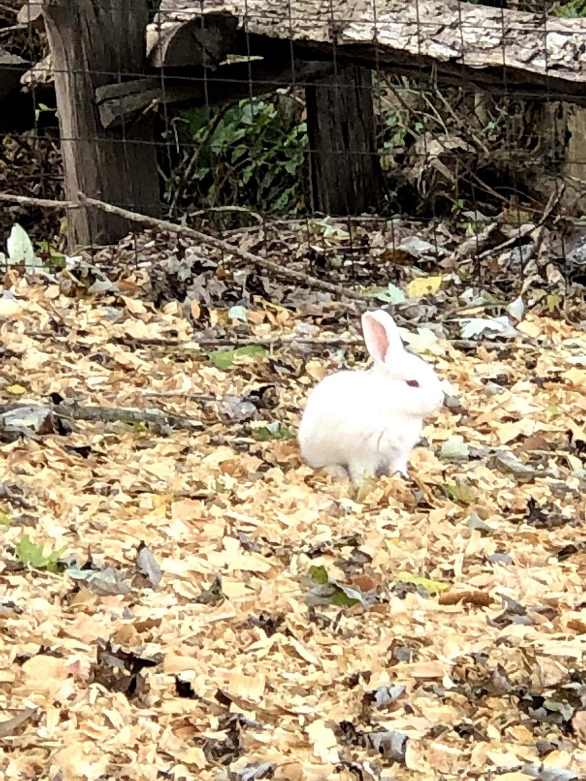 Can You Breed Blanc De Bouscat Rabbits for Show? - Backyard Bunny News ...