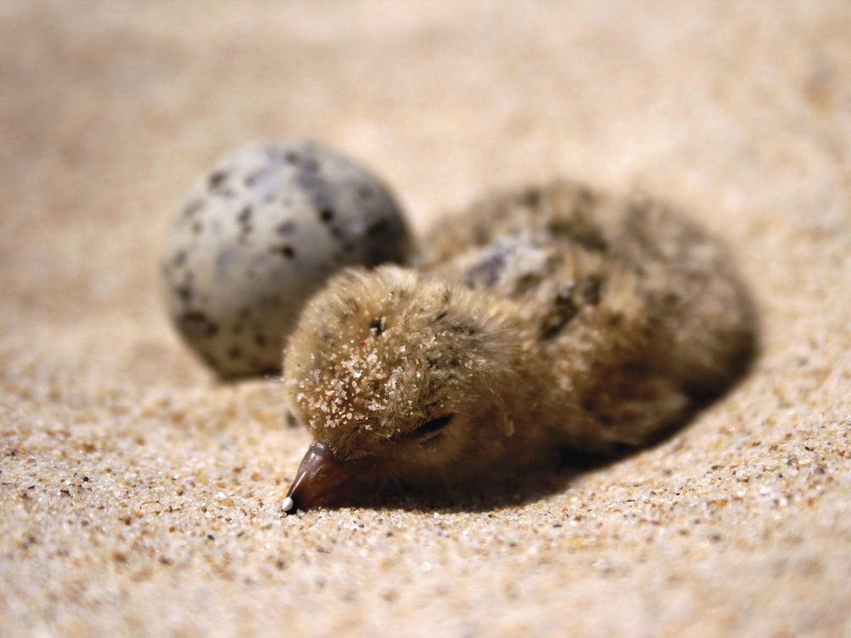 The cutest native animals in NSW. All your favourite Aussie critters ...