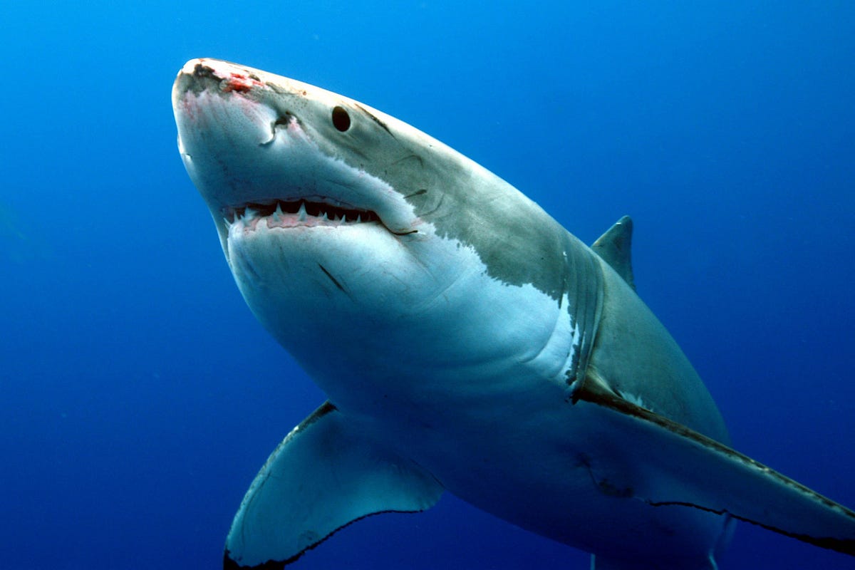 The Delaware Shark Guide: 14 Species You Need to Know Before Swimming ...