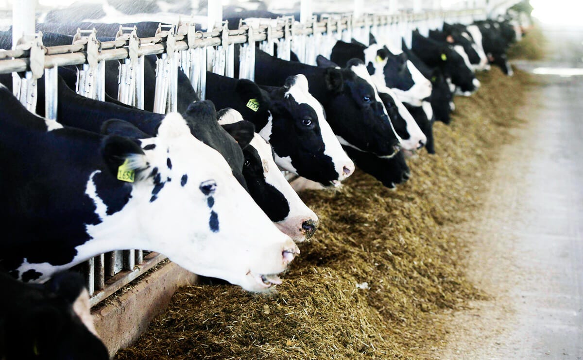 The Impact of Industrial Cattle Farming | Lara K | Medium