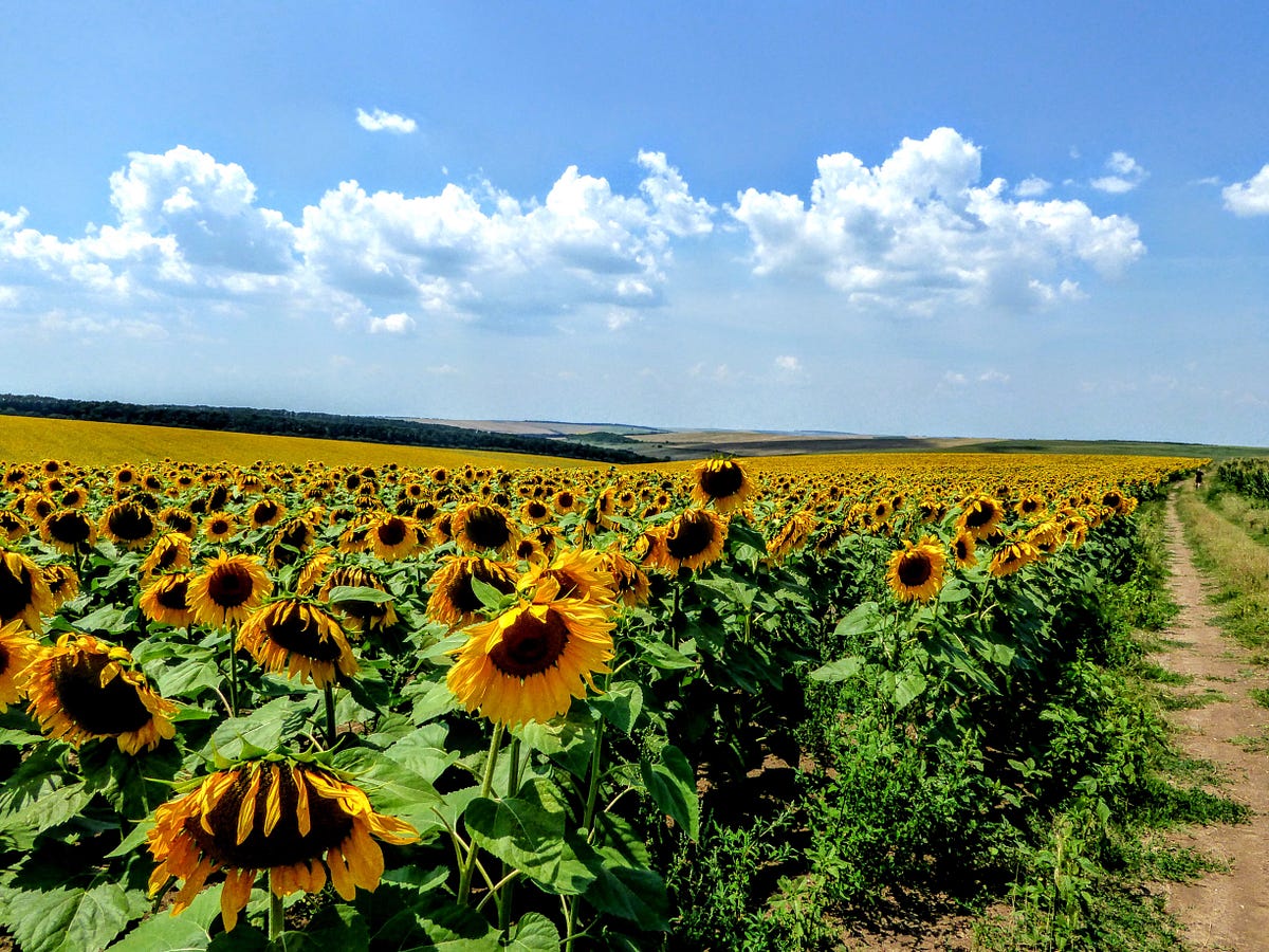 31 Positive Words for July. “When the sun is shining, I can do… | by ...