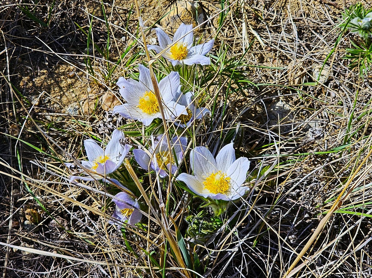 Spring Crocuses on a Hillside. The realisation that all is one | by ...