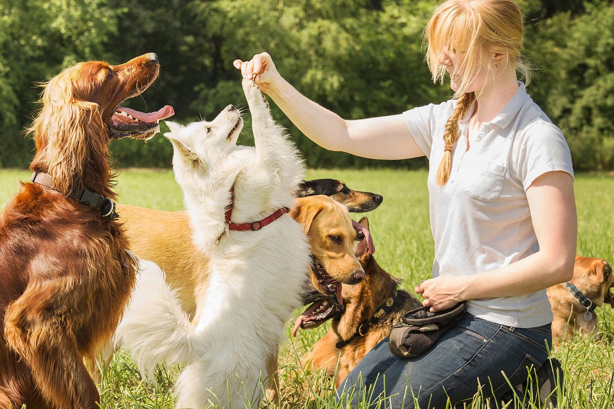 Deliverance Harmony: Exploring Dog Behavior Training Loveland CO | by ...