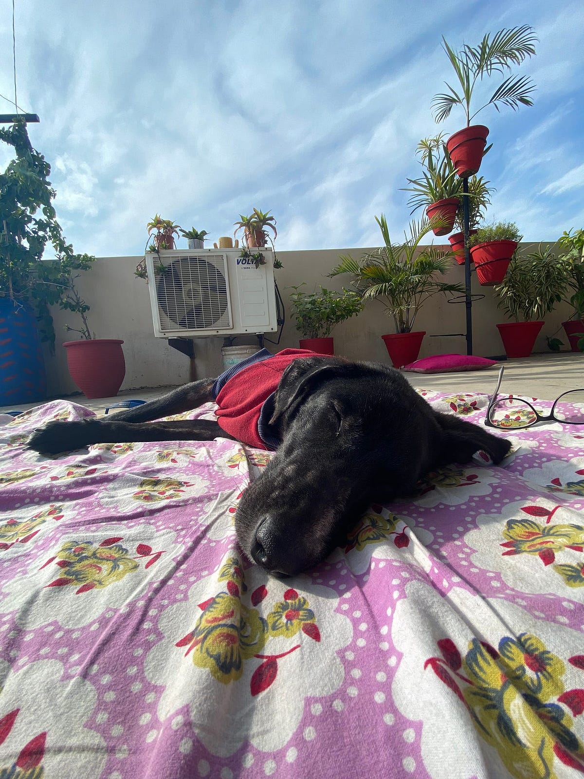 Thinking About My Humdog. It’s a sunny February morning. I’m… | by Riti ...