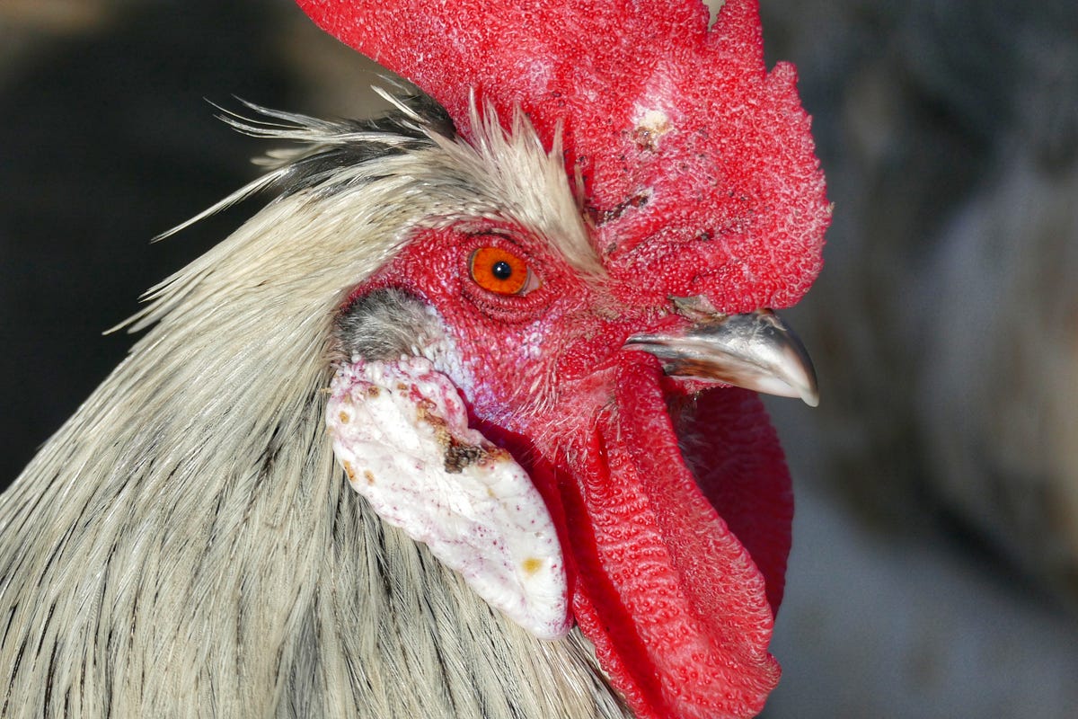 Meet Marshmallow the Rooster — My Childhood Archenemy | by Tarron Lane ...