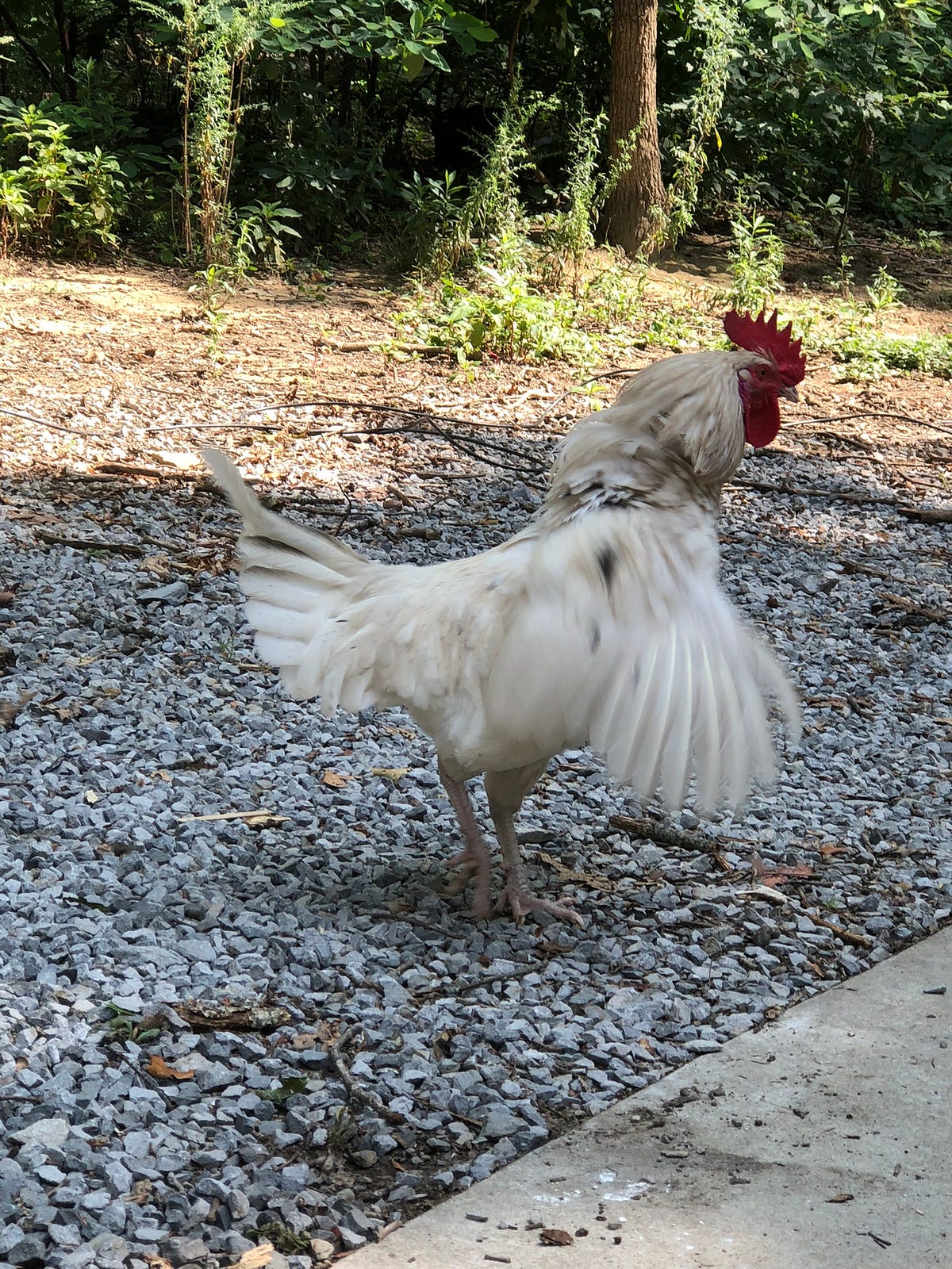 What’s the Best Food for Feeding Backyard Chickens? - Backyard Chicken ...