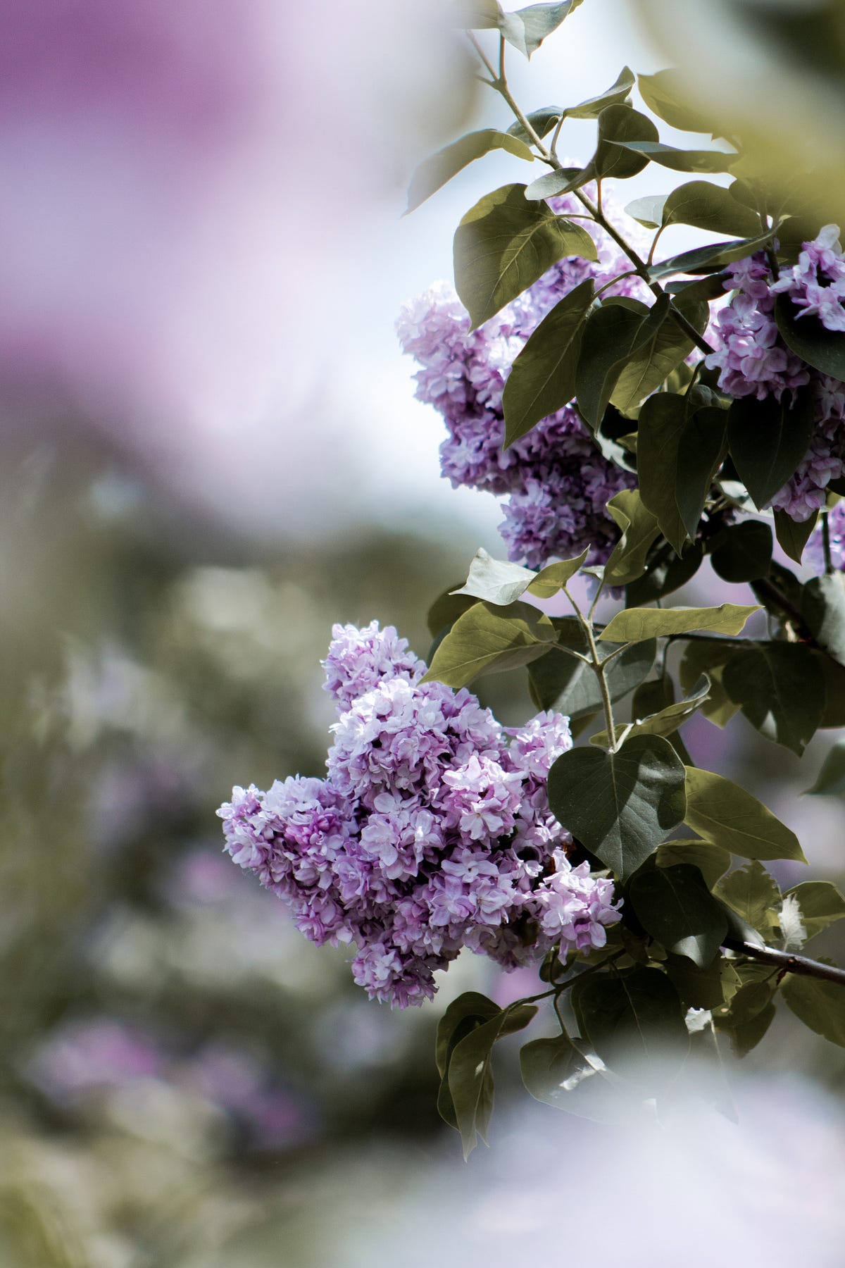 Whispers of the Wilted: A Quest for Lilac Renewal - Monalisa Balint ...
