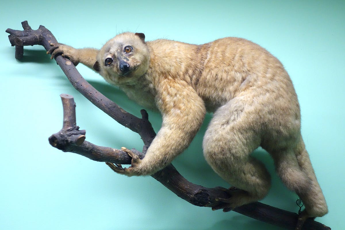 Blast from the past!. We revisit a demur lemur | by Avi Kotzer | Silly ...