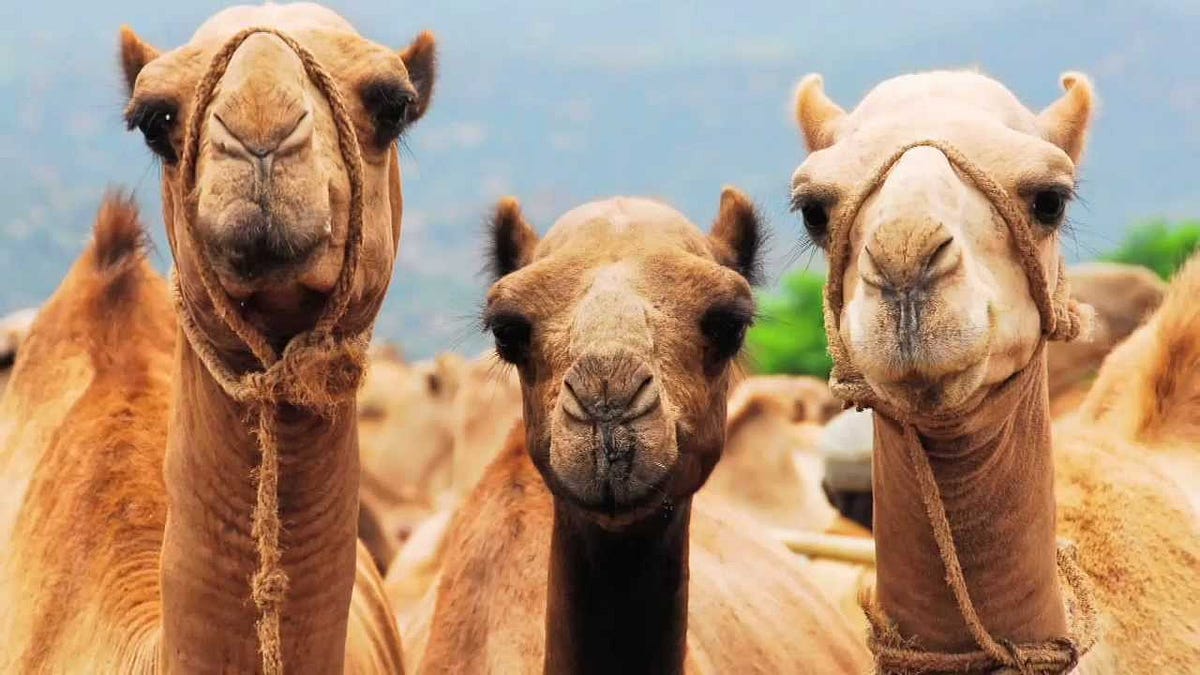 30 Most random facts about Camels | by THE FACT SITE | Medium