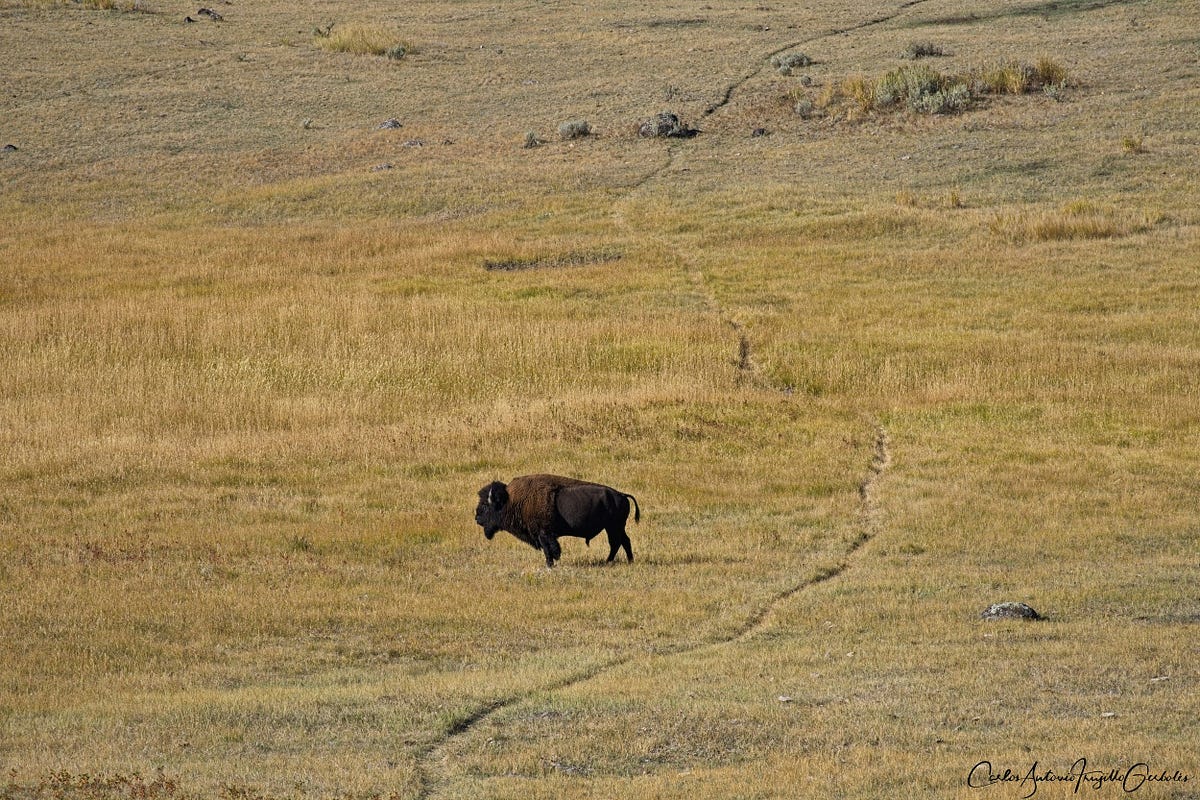 hiking the Buffalo Plateau trail in Yellowstone NP | by Carlos A ...