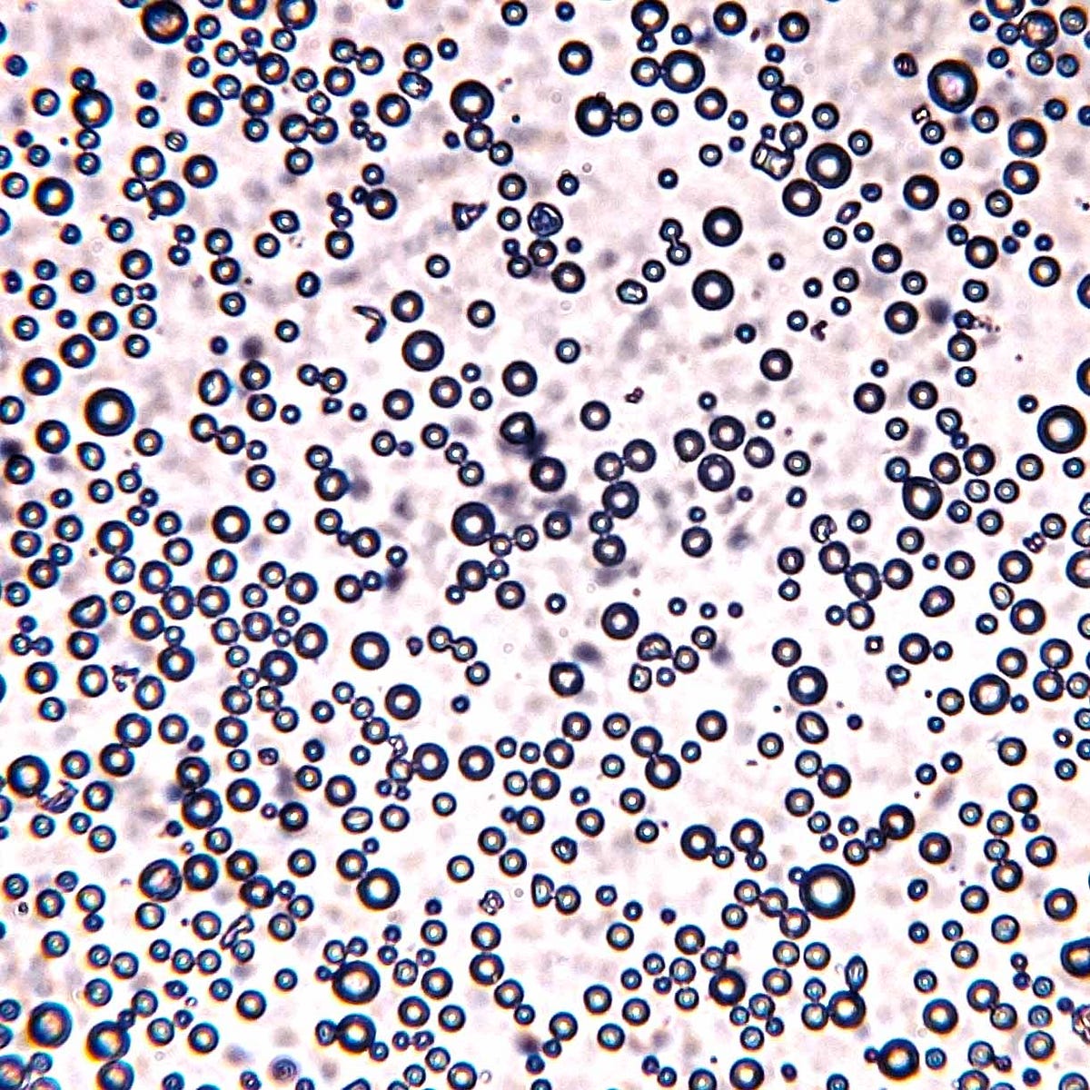 DRUG DELIVERY THROUGH MICROBUBBLES | by Danny Johny | Medium