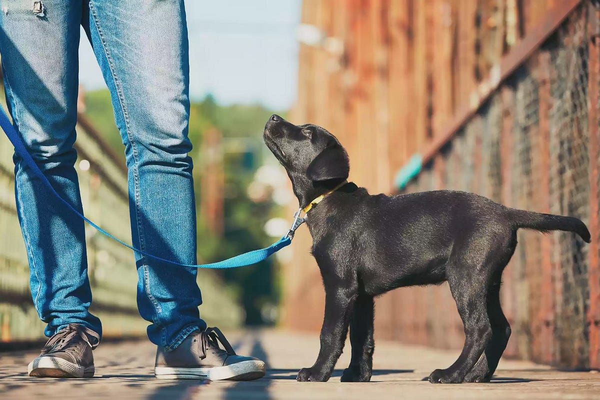 [NEW] Dog Training : How to Completely Train Your Dog | by Dog Lovers ...