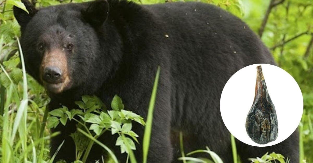 What if you could avoid surgery with something bears produce naturally ...