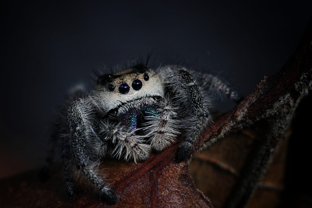 A Spiders Tale. The spider from little Miss. Muffet… | by Amanda ...