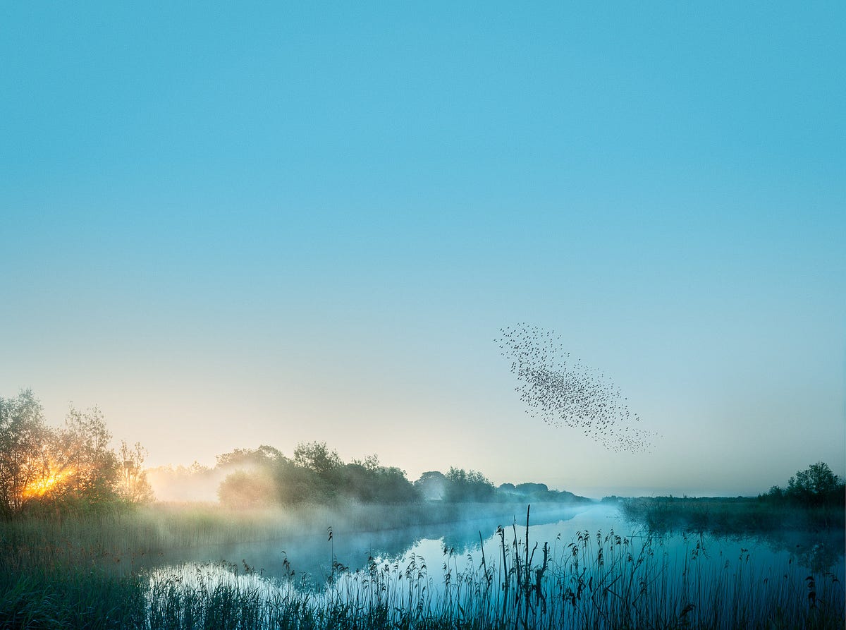 View this atmospheric misty scene captured at Shapwick Heath and read ...