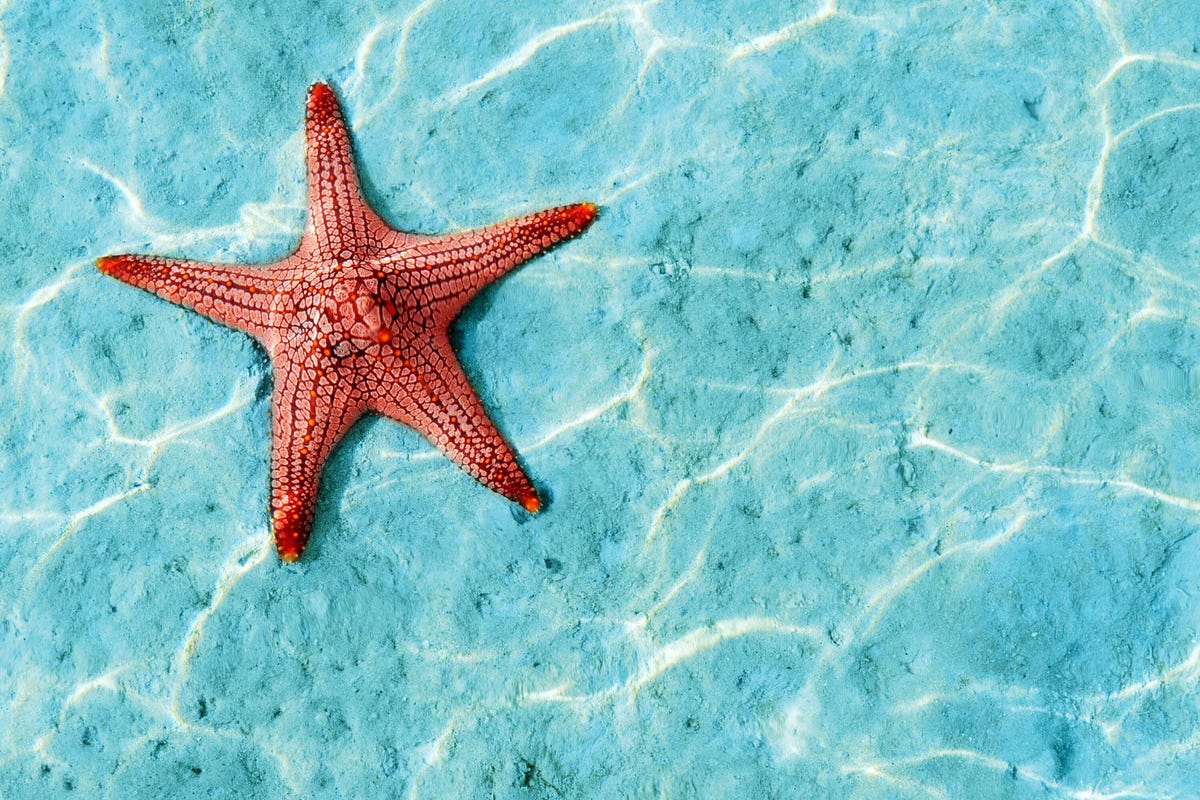 Starfish and Love | by Jean-Luc Boissonneault | Medium