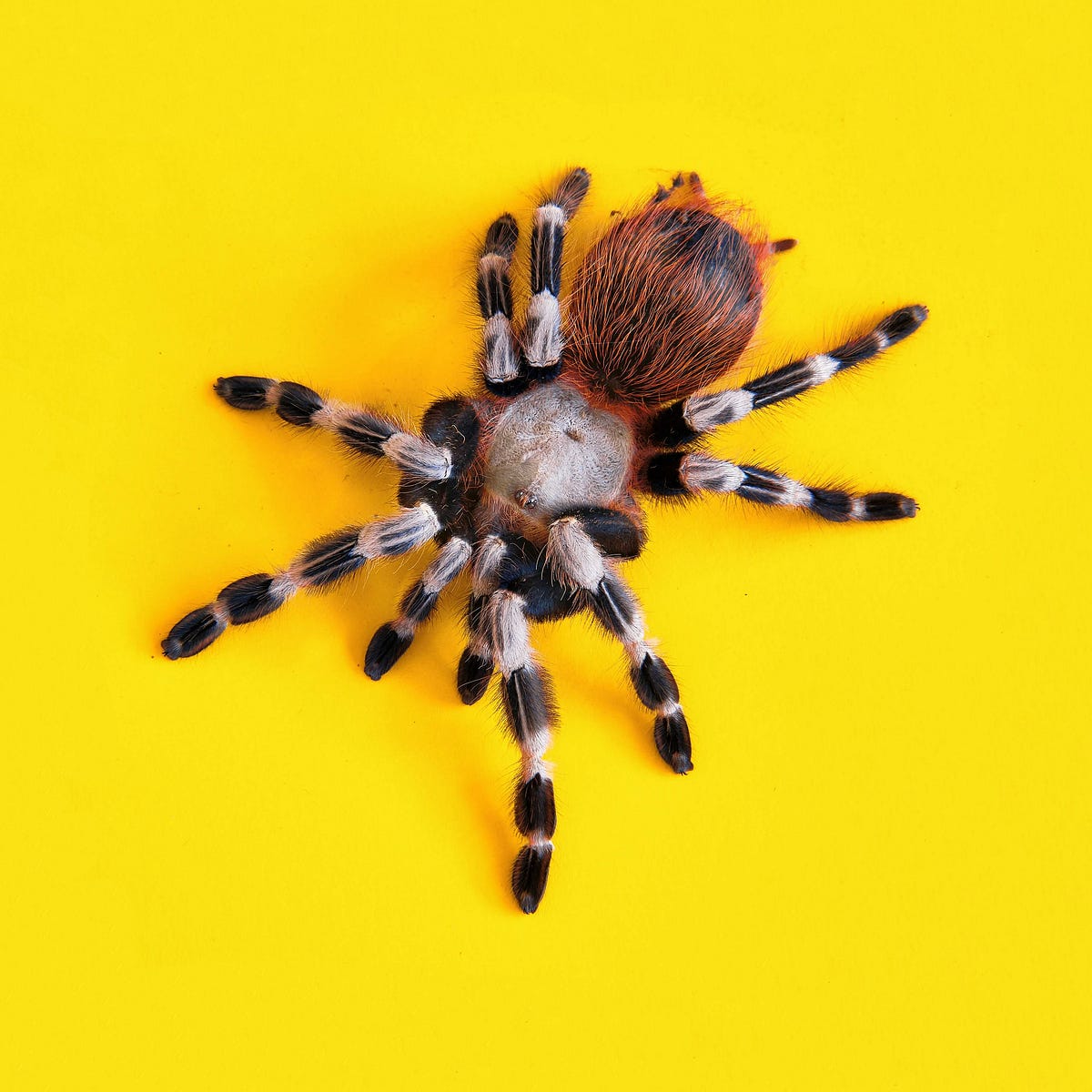 The Zombie Spider Gripper. The creation of Necrobot Spiders. | by ...