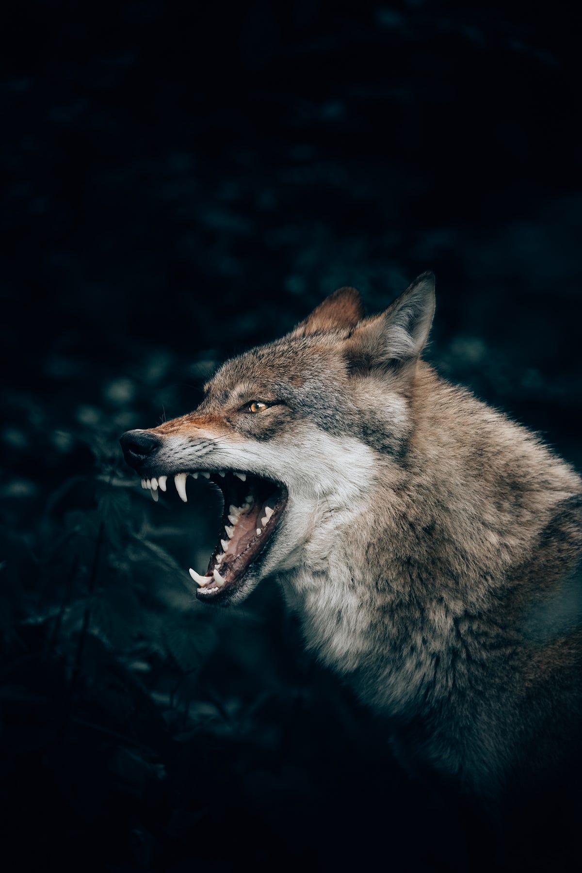 Clinical Lycanthropy: A Fascinating and Mysterious Condition | by The ...