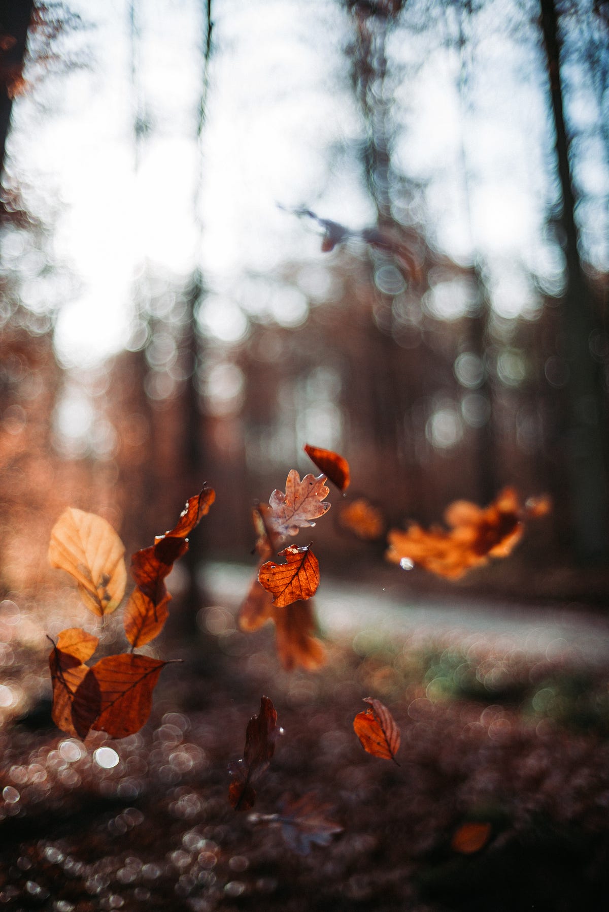 Catching Leaves. It’s not easy, but it helps | by D J B | Choosing Our ...