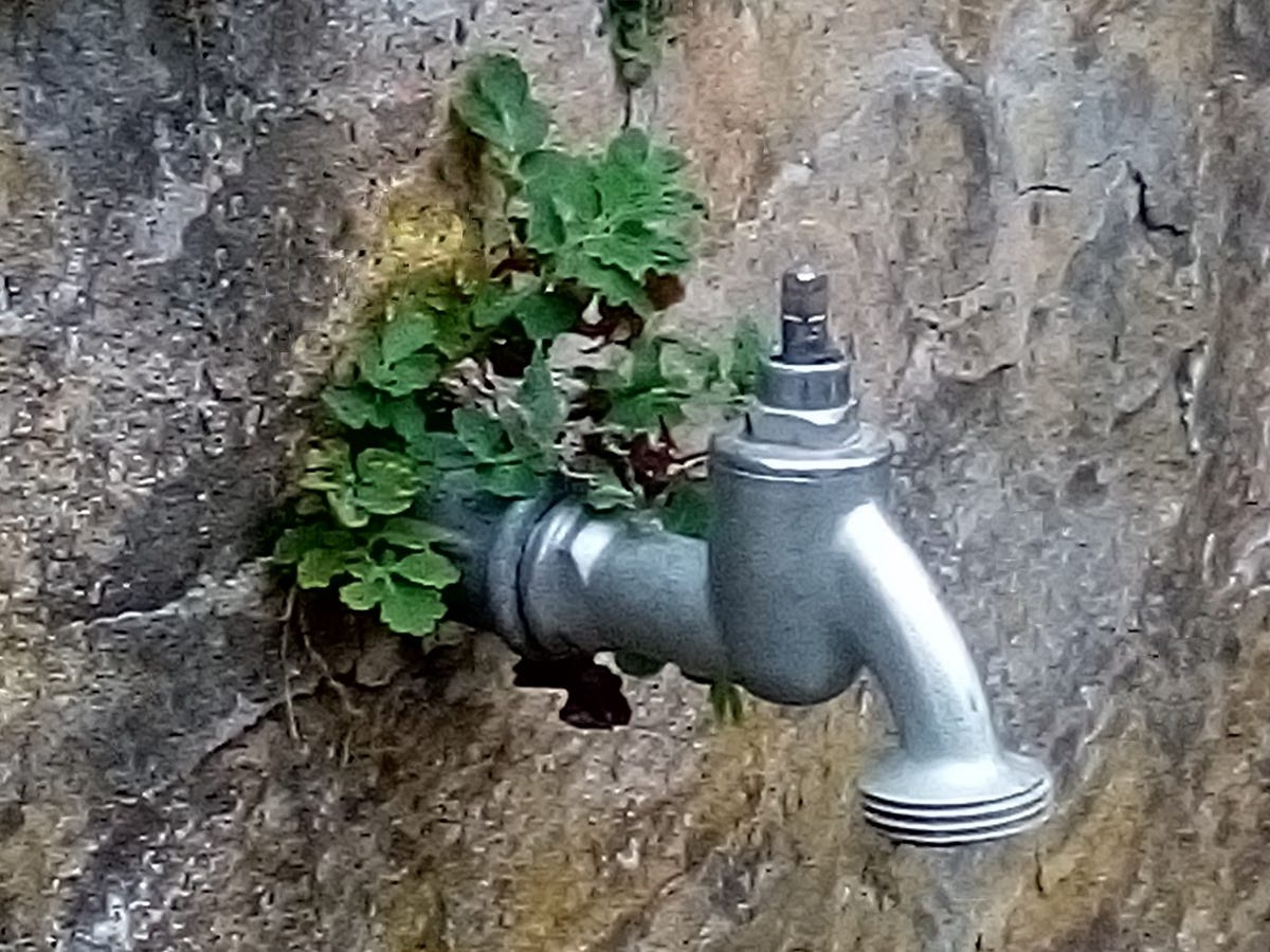 Life finds its way. A Taste for life writing prompt | by Anandhi ...