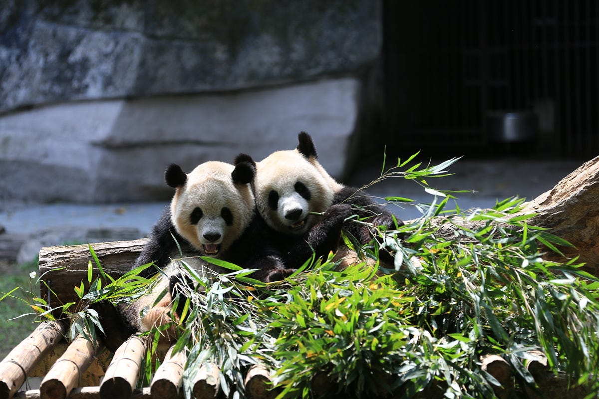 Getting Started with Pandas: Learn the most used parts of Pandas | by ... Getting Started with Pandas: Learn the most used parts of Pandas | by ...