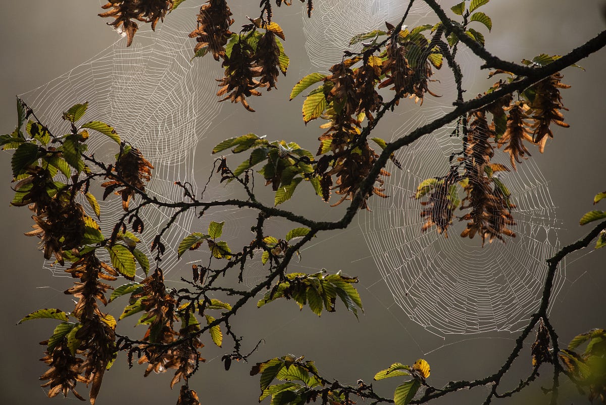 Flask, FastAPI, and Django — the Three Webs | by dynamic-python ...