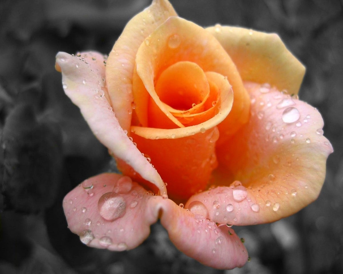 Acts To a Rose - Shane Berry - Medium