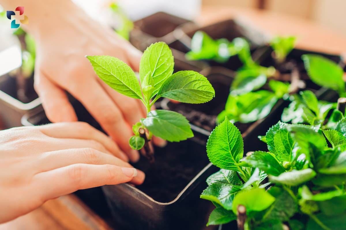 Exploring Asexual Reproduction in Plants: Mechanisms, Benefits, and ...