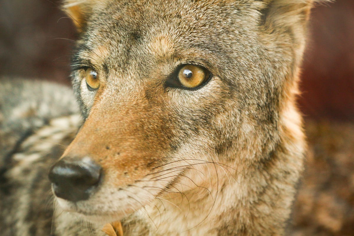 Coyote Walk. A poem about an unexpected walking… | by Deborah Barchi ...