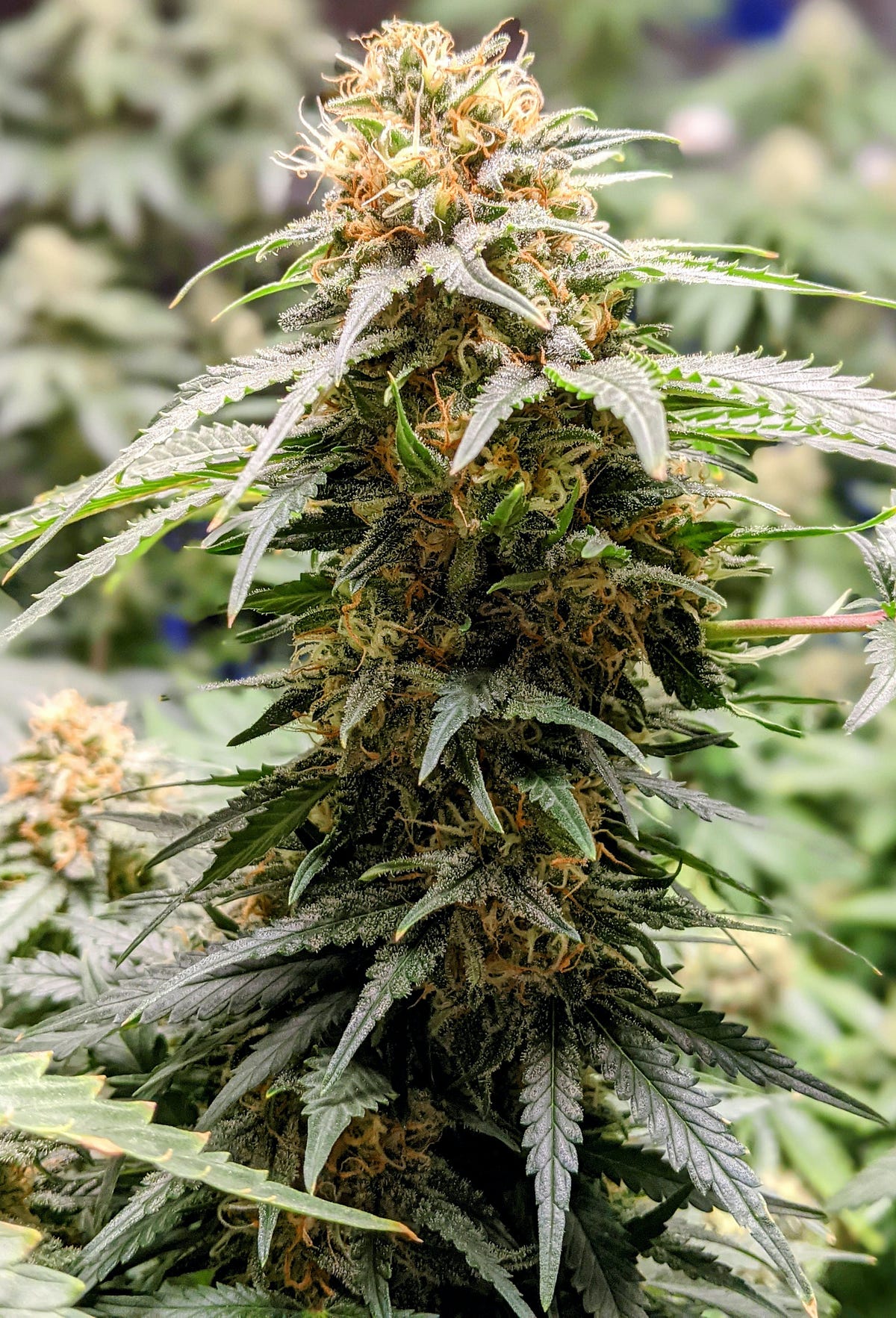 Reflections on Red Flags; Or, Narcissists, God, Marijuana and the Rain ...