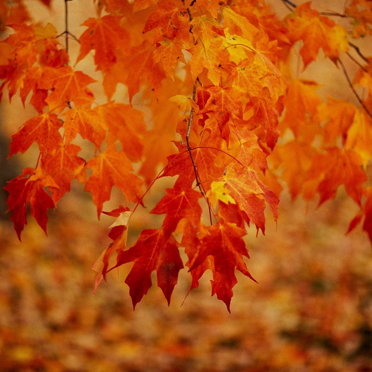 Bless 2025. 4 min 30 sec: app reading time | by Harold | Jan, 2025 | Medium