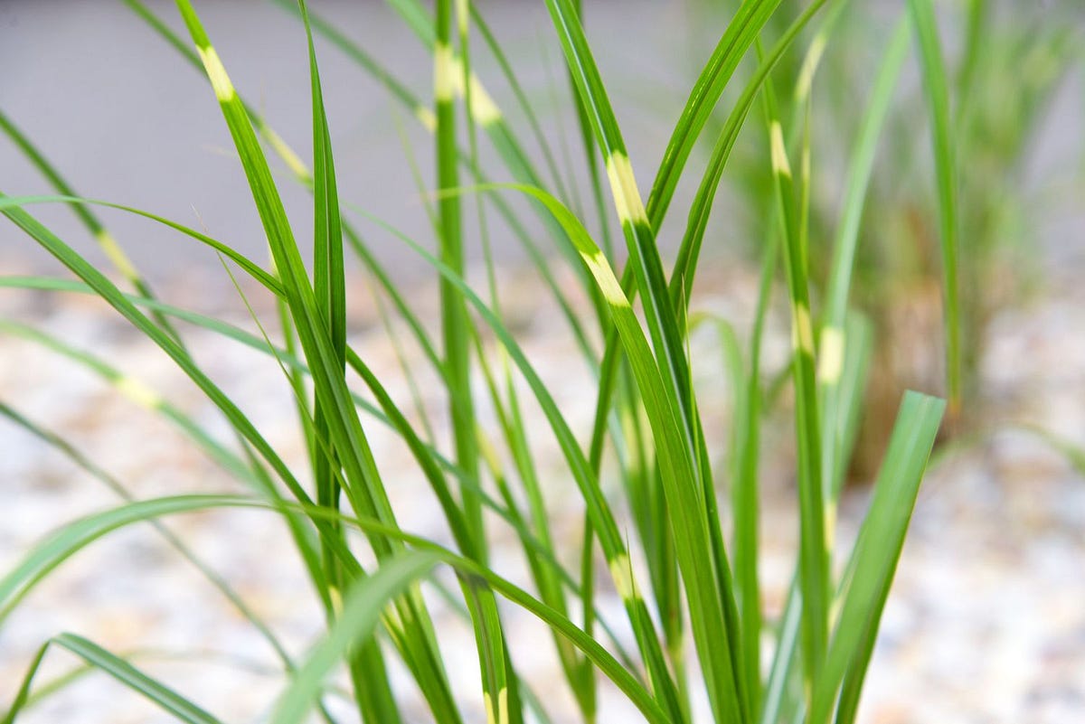 Best Non-Flammable Fire-Resistant Grass Plant from Nature To Prevent ...