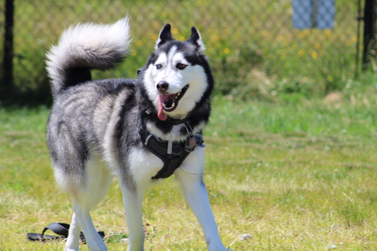 Hey bud, you’re a good boy.. Dear Linky, | by Kasey Hope Martin | Medium