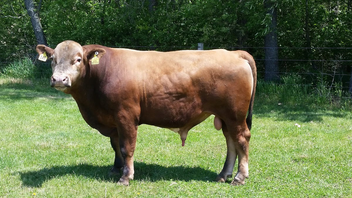 Cat(t)alo. Where’s the beef? In the buffalo | by Avi Kotzer | Silly ...