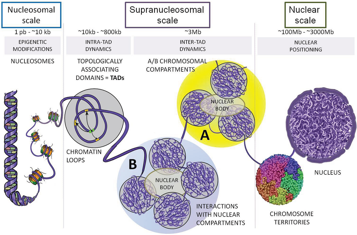 The Astounding Feat of DNA Compaction: A Cellular Biophysics Marvel ...