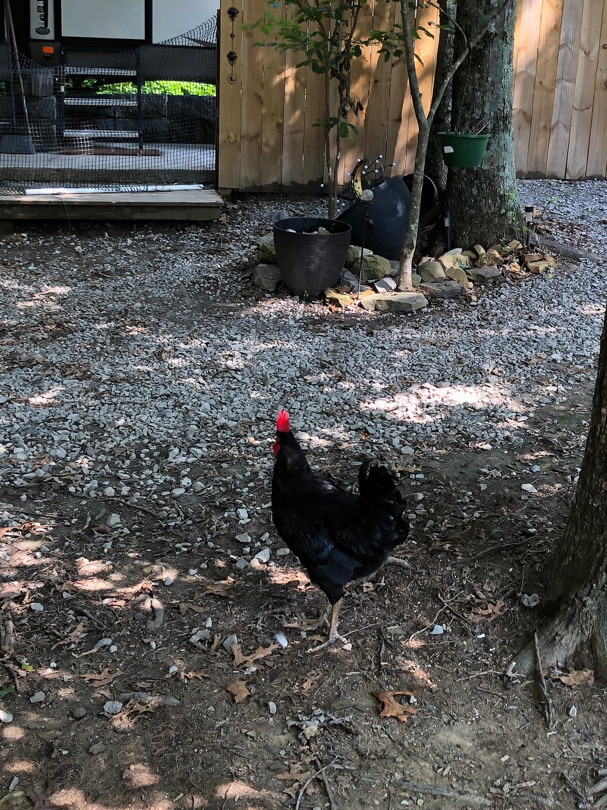 Can Backyard Chickens Help Create a More Sustainable Future? - Backyard ...