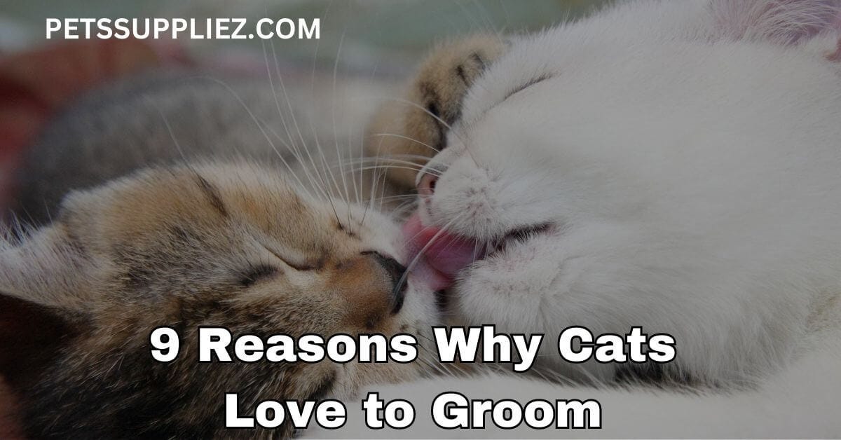 9 Reasons Why Cats Love to Groom: Understanding Your Cat Hygiene Habits ...