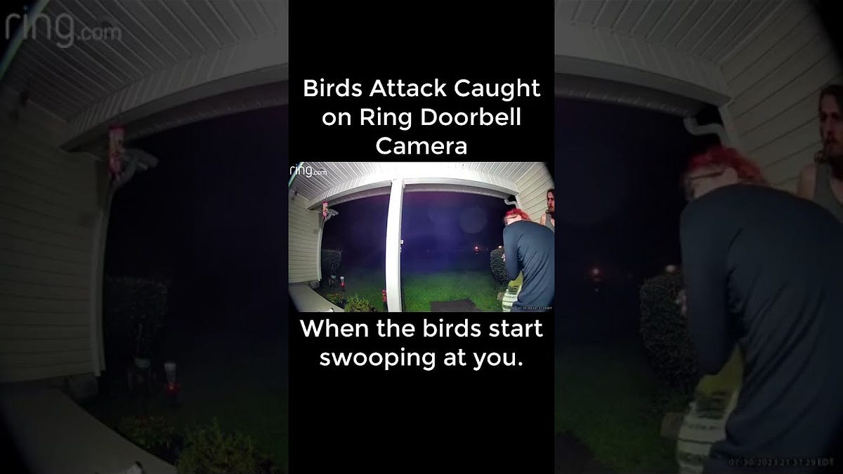 Birds Attack Caught on Ring Doorbell Camera | Doorbell Camera Video ...