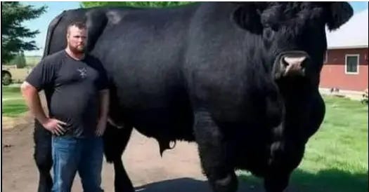 I recently spent $6,500 on this registered Black Angus bull | by Henify ...