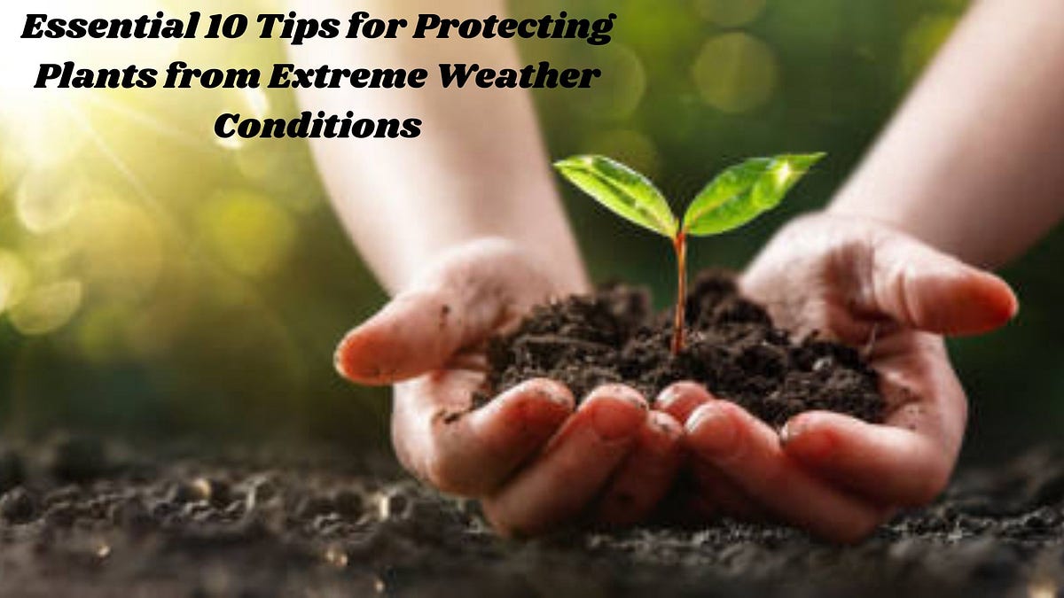 Essential 10 Tips for Protecting Plants from Extreme Weather Conditions ...
