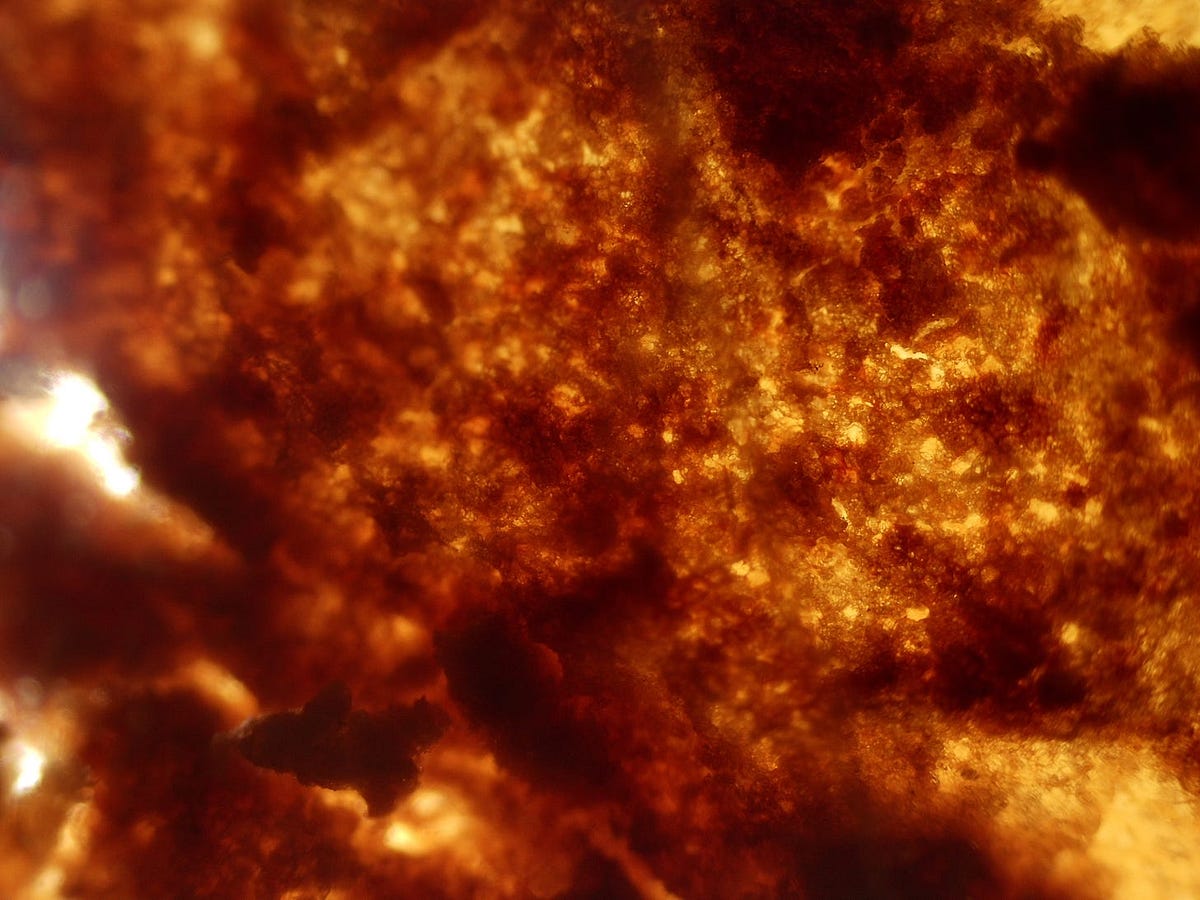 Under the Microscope: Discovering the Mars-like Features of Avocado ...