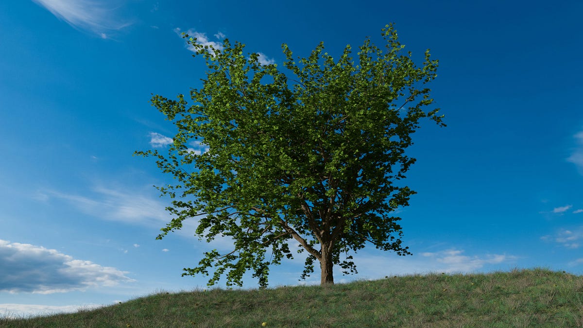 Mit Blender einen Baum erstellen | by Simon | Medium