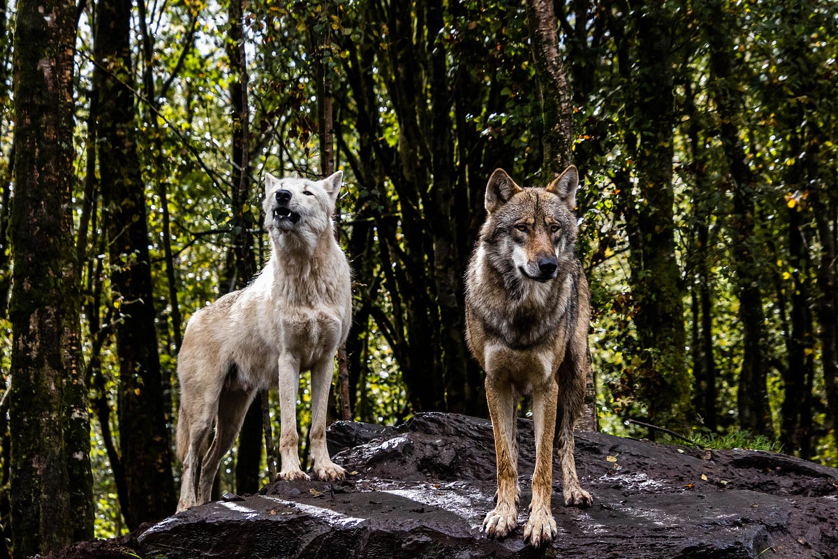 Did you claim your Bonus from Wolf Capital? | by Reiner Knapp | Jun ...