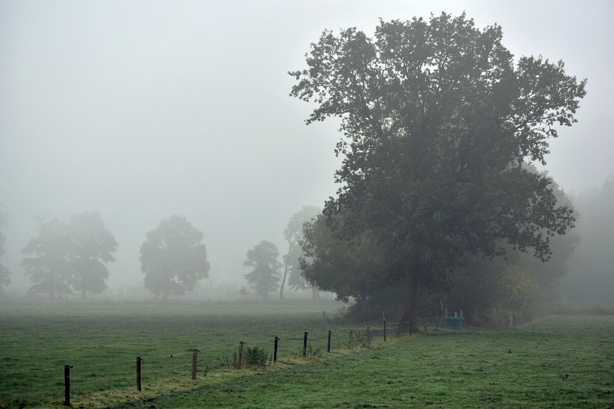 Dreary Day Appreciation. Why I hike in the gloom | by Carolyn Bertolino | ILLUMINATION | Aug ...