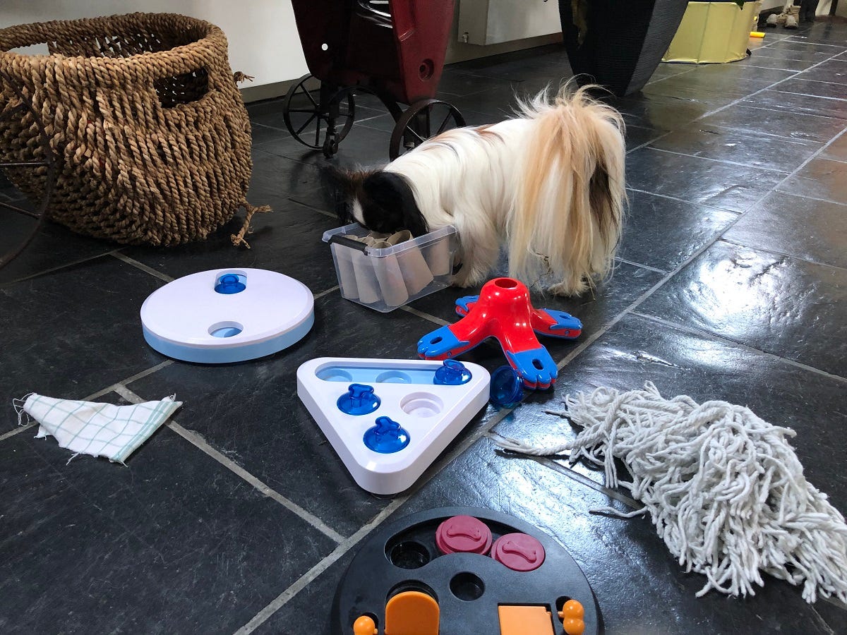 10 best games to play with your dog — Papillon-Living.com | by Joke de ...