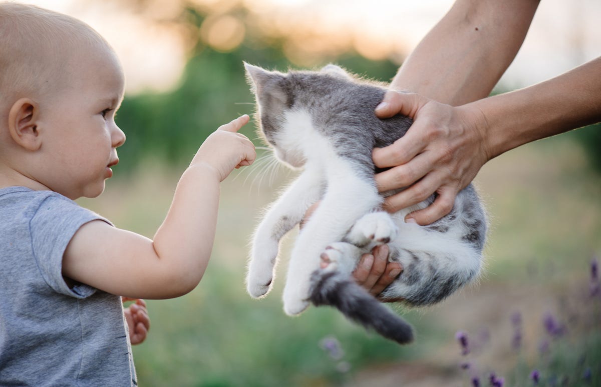 15 things you didn’t know about cat lovers | by The b | The b | Medium
