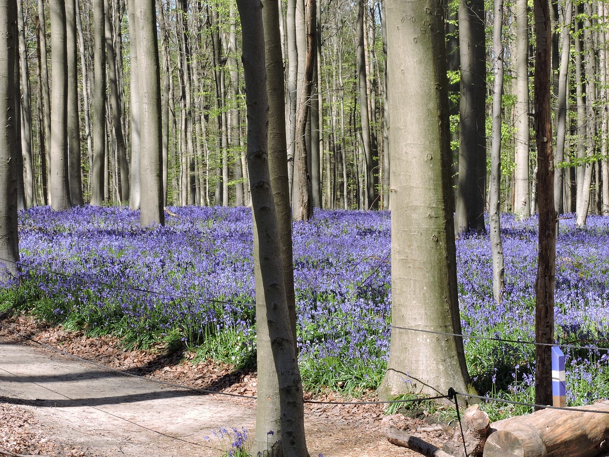 The Blue Blooms of Belgium. Let’s visit Hallerbos, Belgium during… | by ...