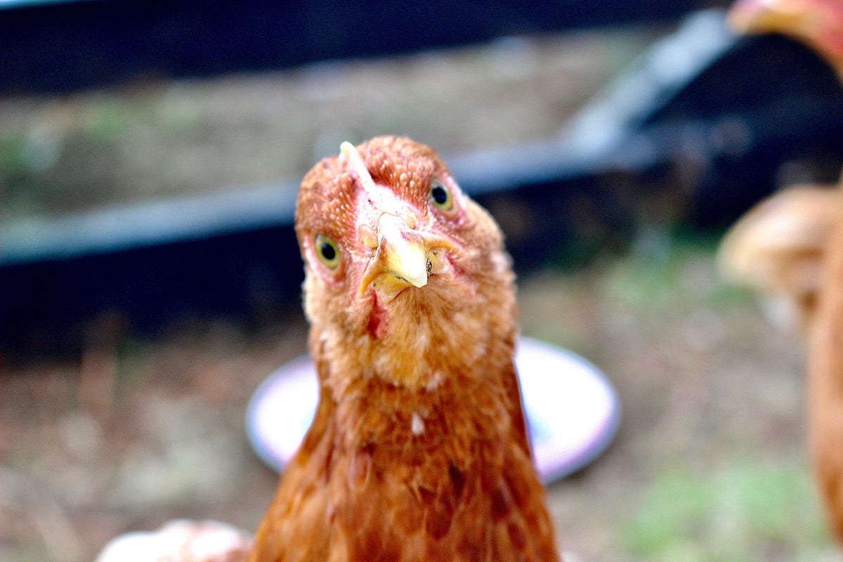 International Respect a Chicken Month | by Deb Palmer | Good Vibes Club ...